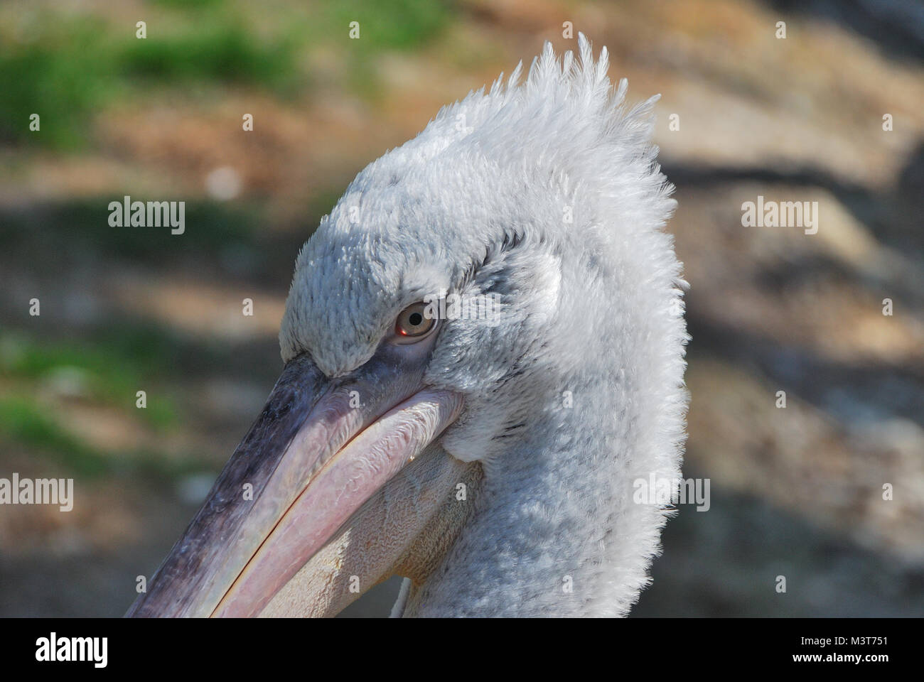pelican portrait from the zoo Stock Photo - Alamy