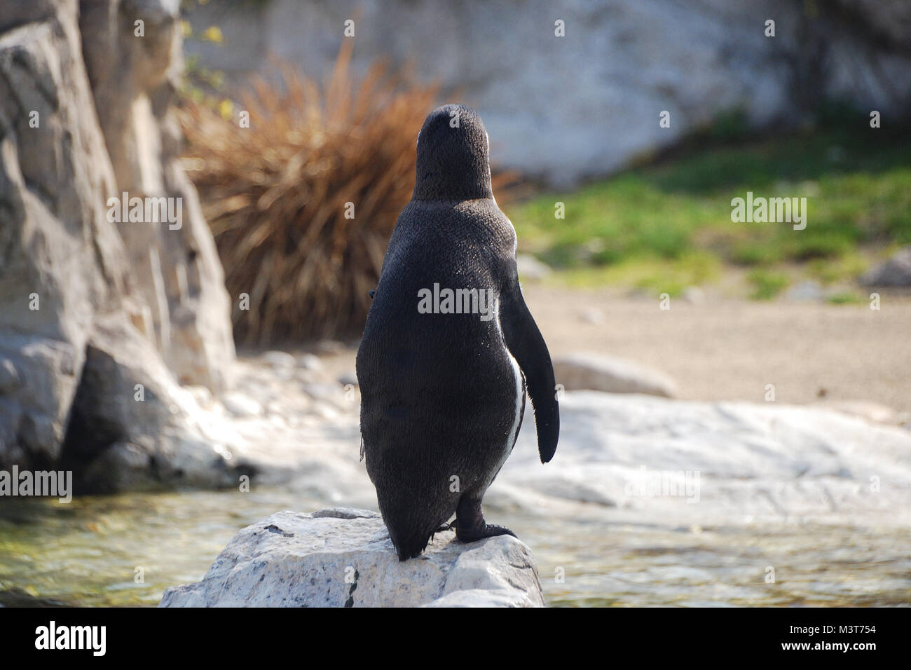 Little penguin from zoo hi-res stock photography and images - Alamy