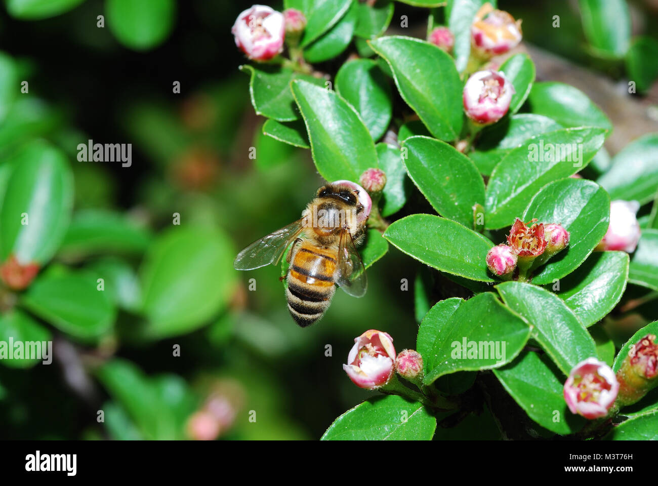 industrious bee blossom in the spring with a small Stock Photo - Alamy