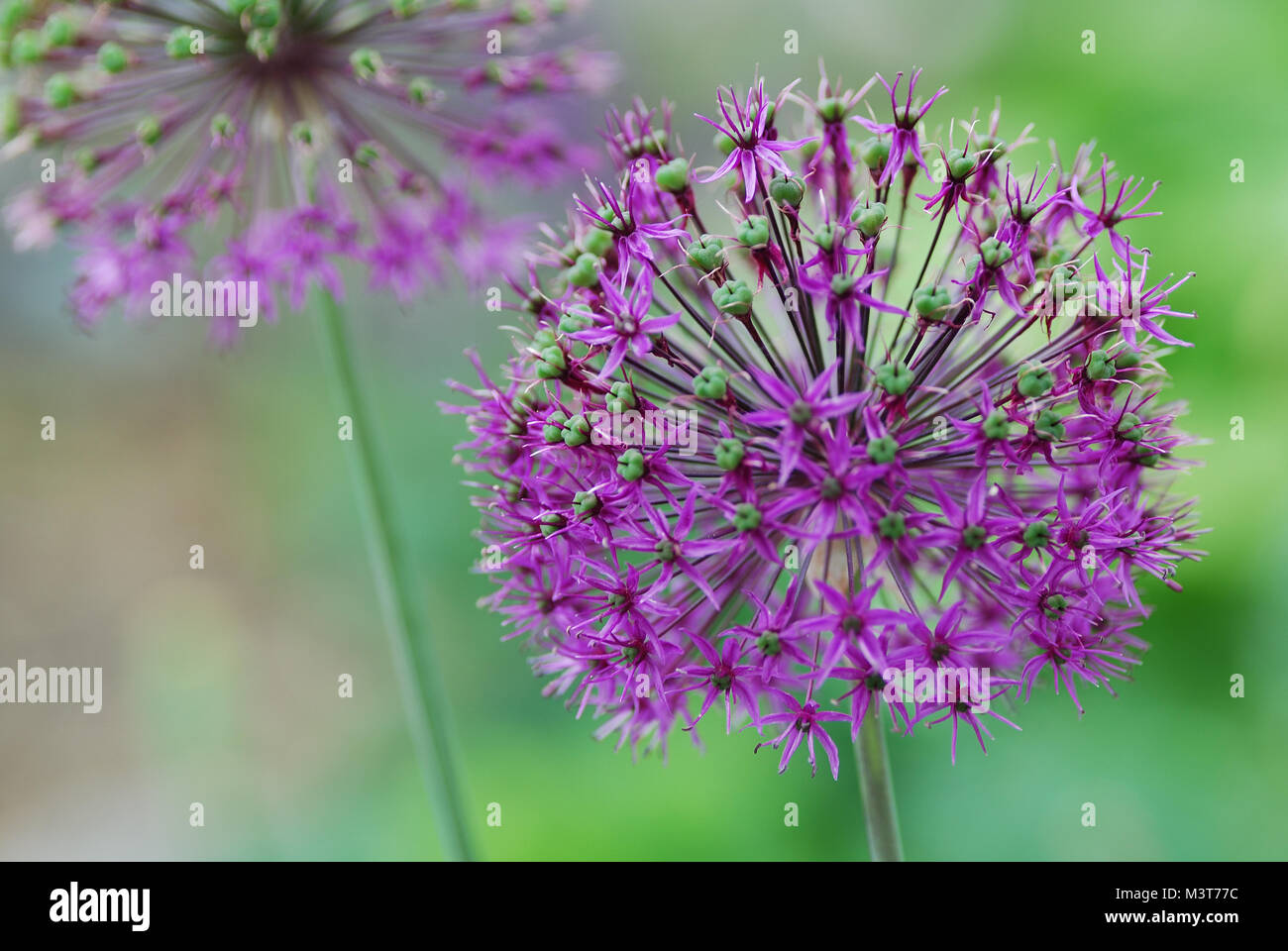 beautiful fresh round purple flower Stock Photo - Alamy