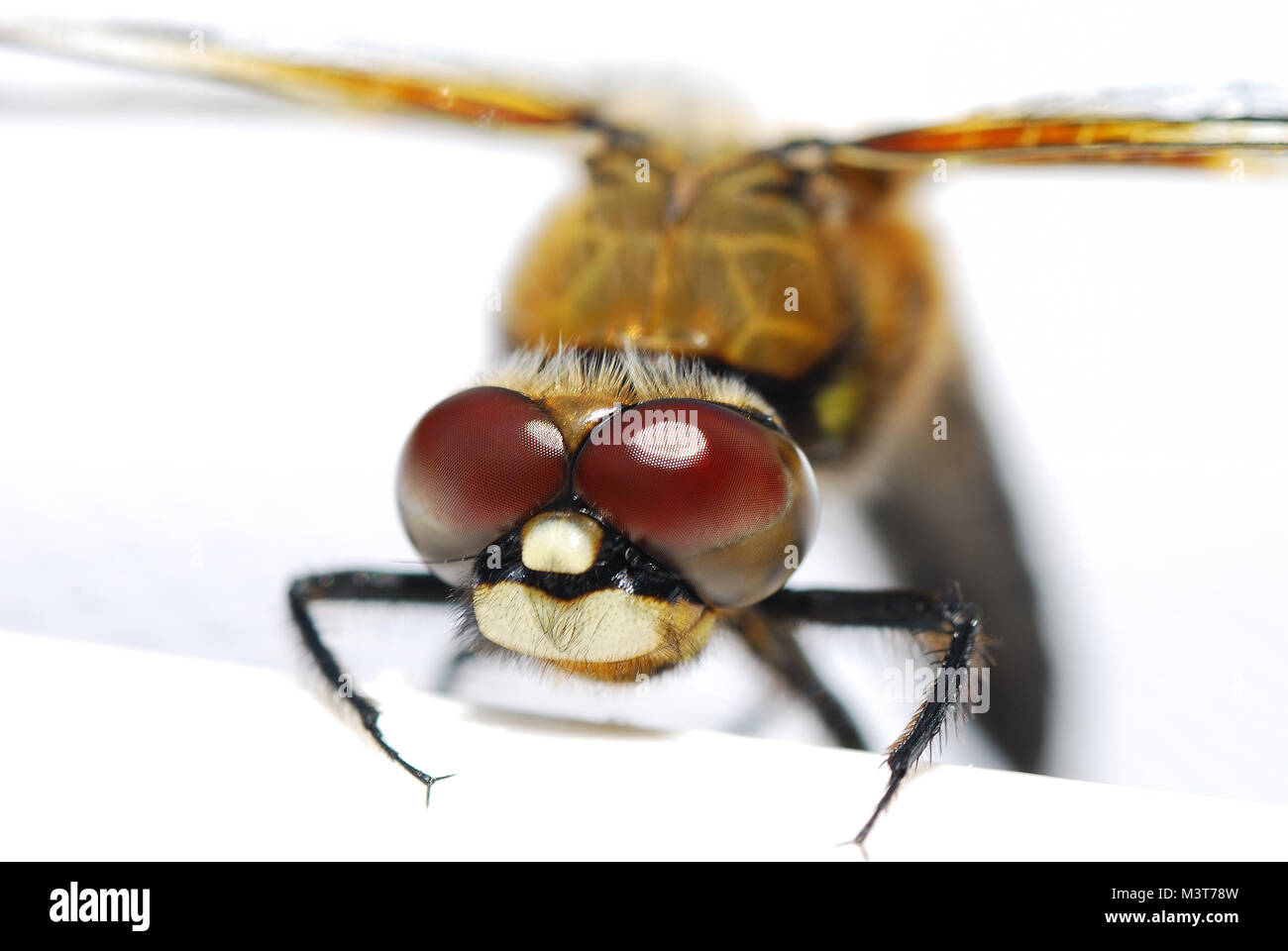 Serene outdoor view Cut Out Stock Images & Pictures - Alamy