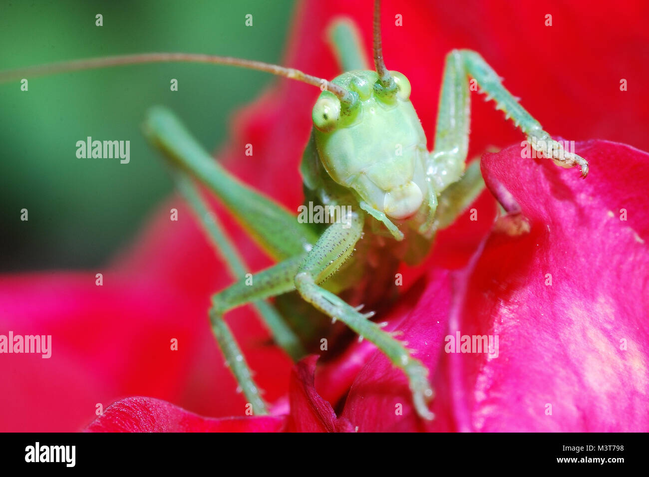 green grasshopper looks quite large in the camera Stock Photo - Alamy