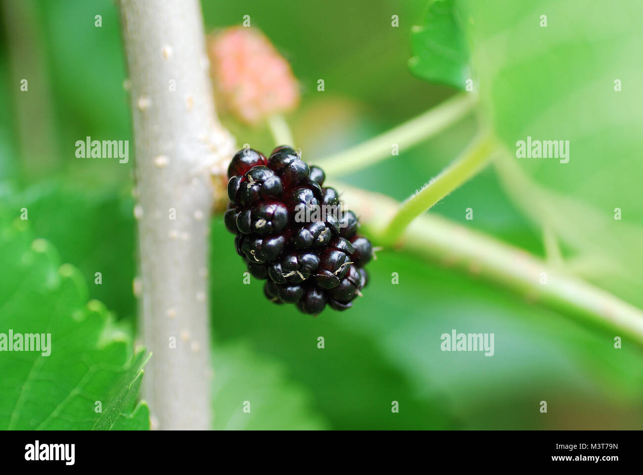 Mulberry bramble hi-res stock photography and images - Alamy