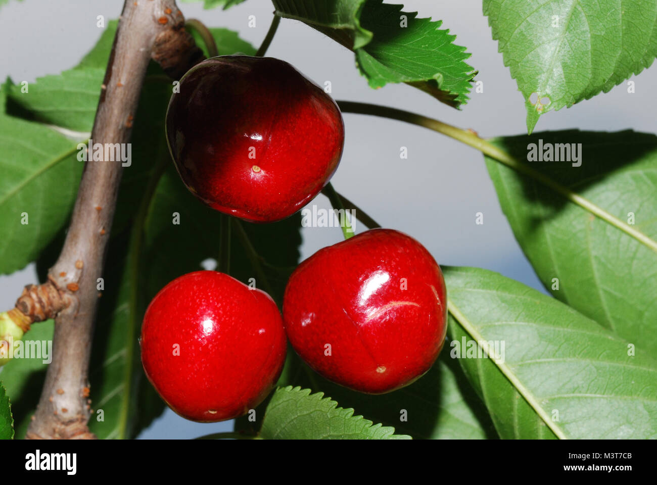 three fresh red cherries in the summer on a tree Stock Photo - Alamy