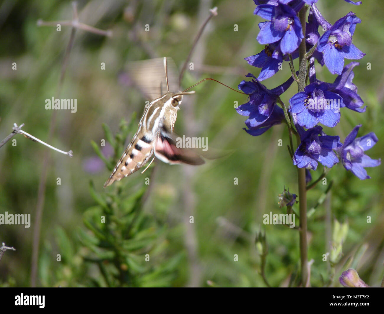 White lined sphinx hummingbird moth hi-res stock photography and images ...