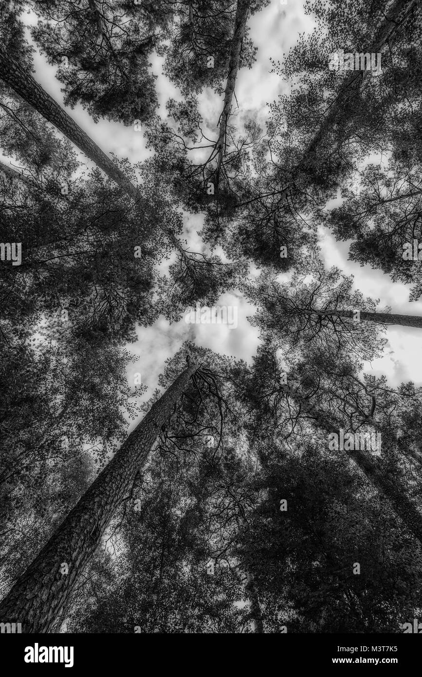 Pine tree nature in Black and White Stock Photos & Images - Alamy