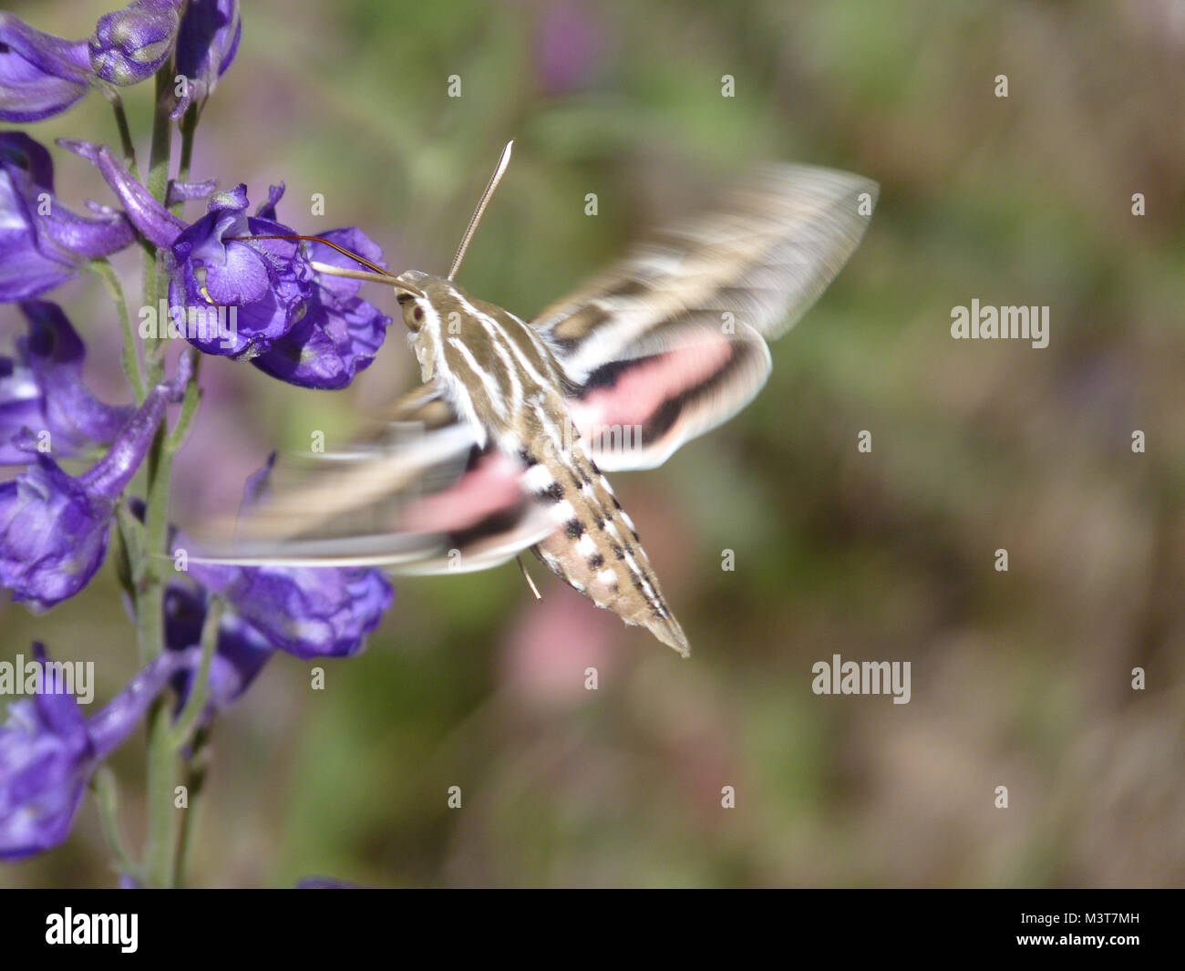 White-lined Sphinx, Pinnacles National Park, California Stock Photo - Alamy