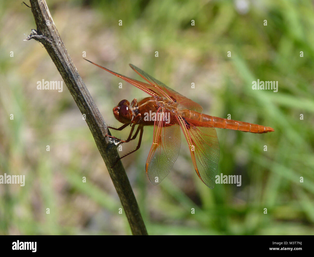 Flame Skimmer dragonfly, Arroyo Seco, Soledad, California, USA Stock ...