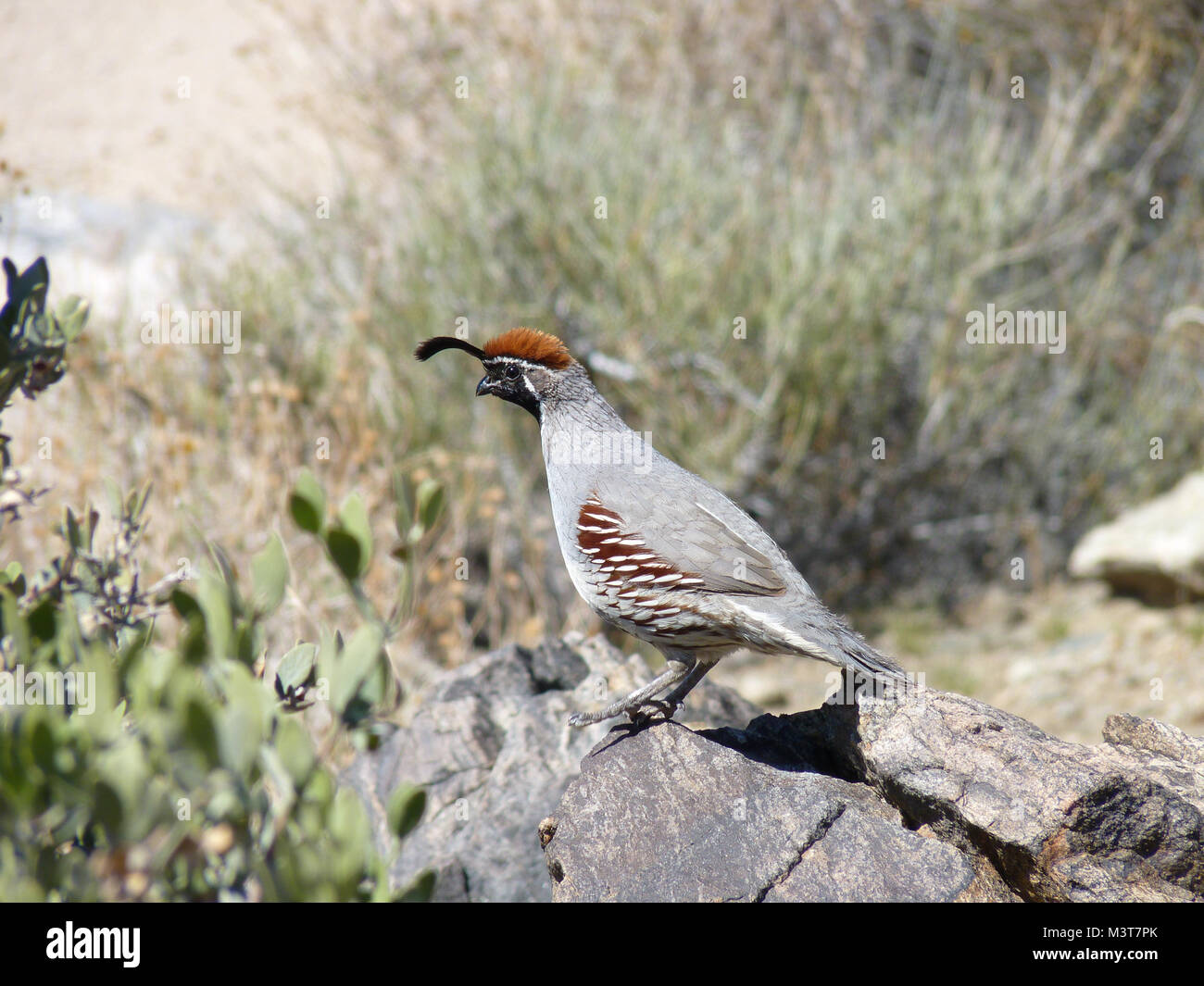 Gambel’s Quail, Joshua Tree National Park, California Stock Photo - Alamy