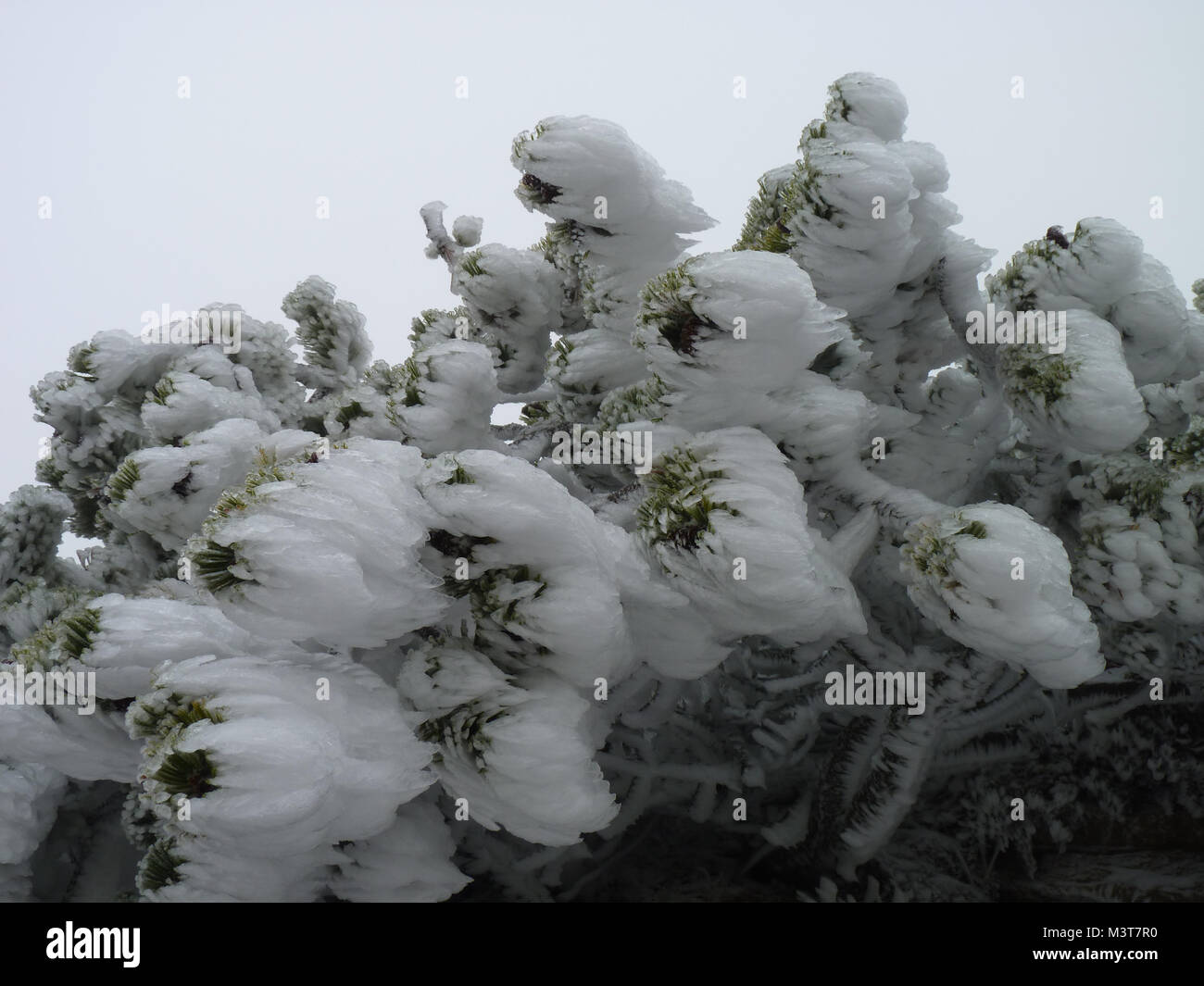Rime ice bush hi-res stock photography and images - Alamy