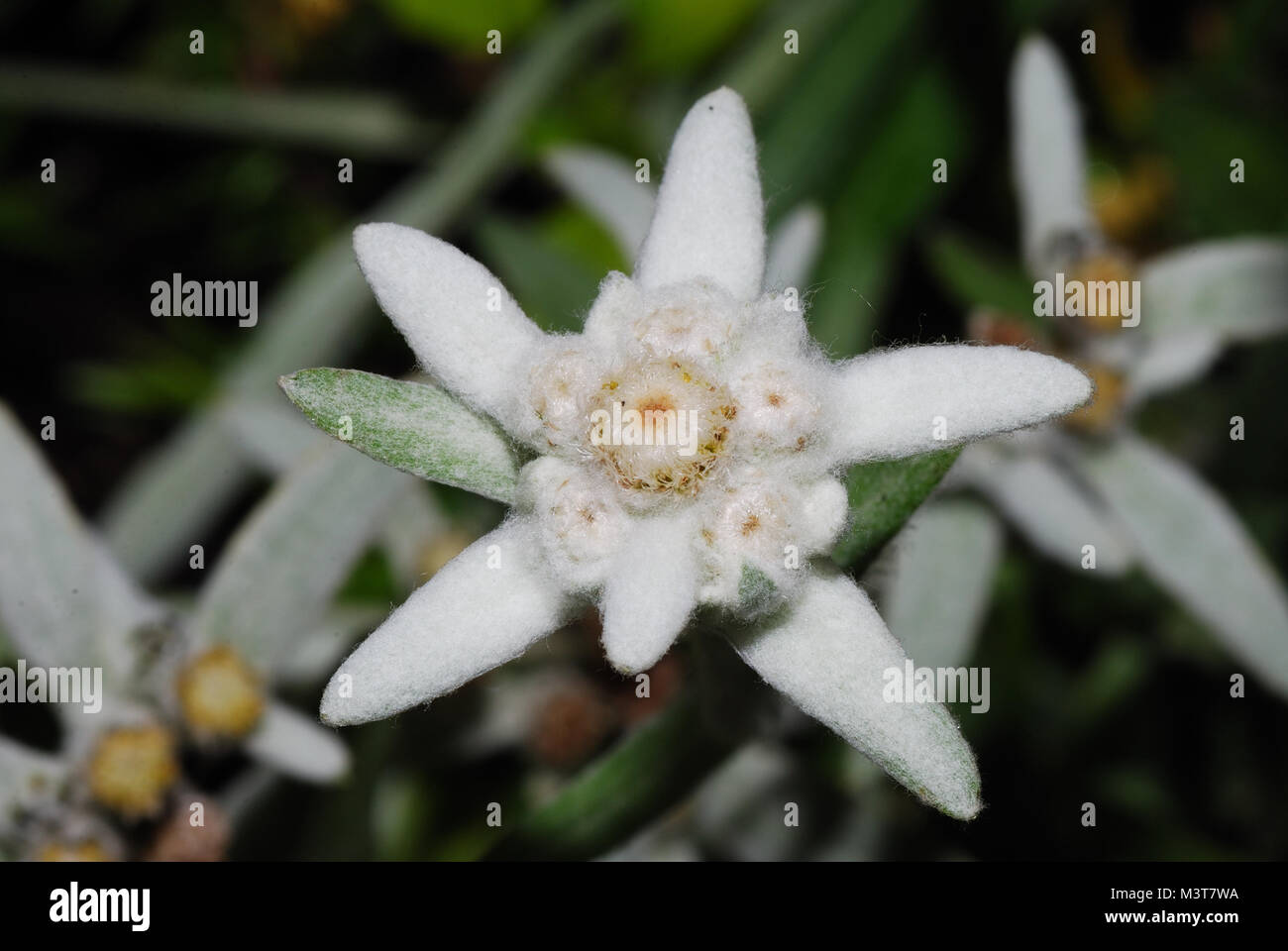 Edelweiss national flower switzerland hi-res stock photography and ...
