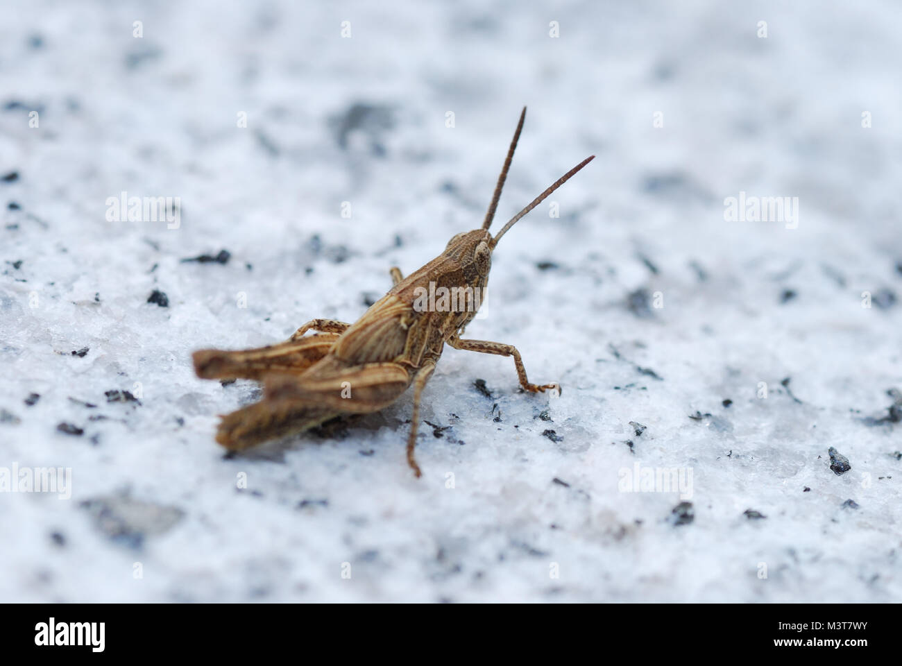 small brown grasshopper sits on stone in the sun Stock Photo - Alamy