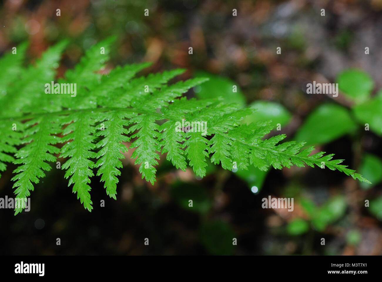 Fern sheet hi-res stock photography and images - Alamy