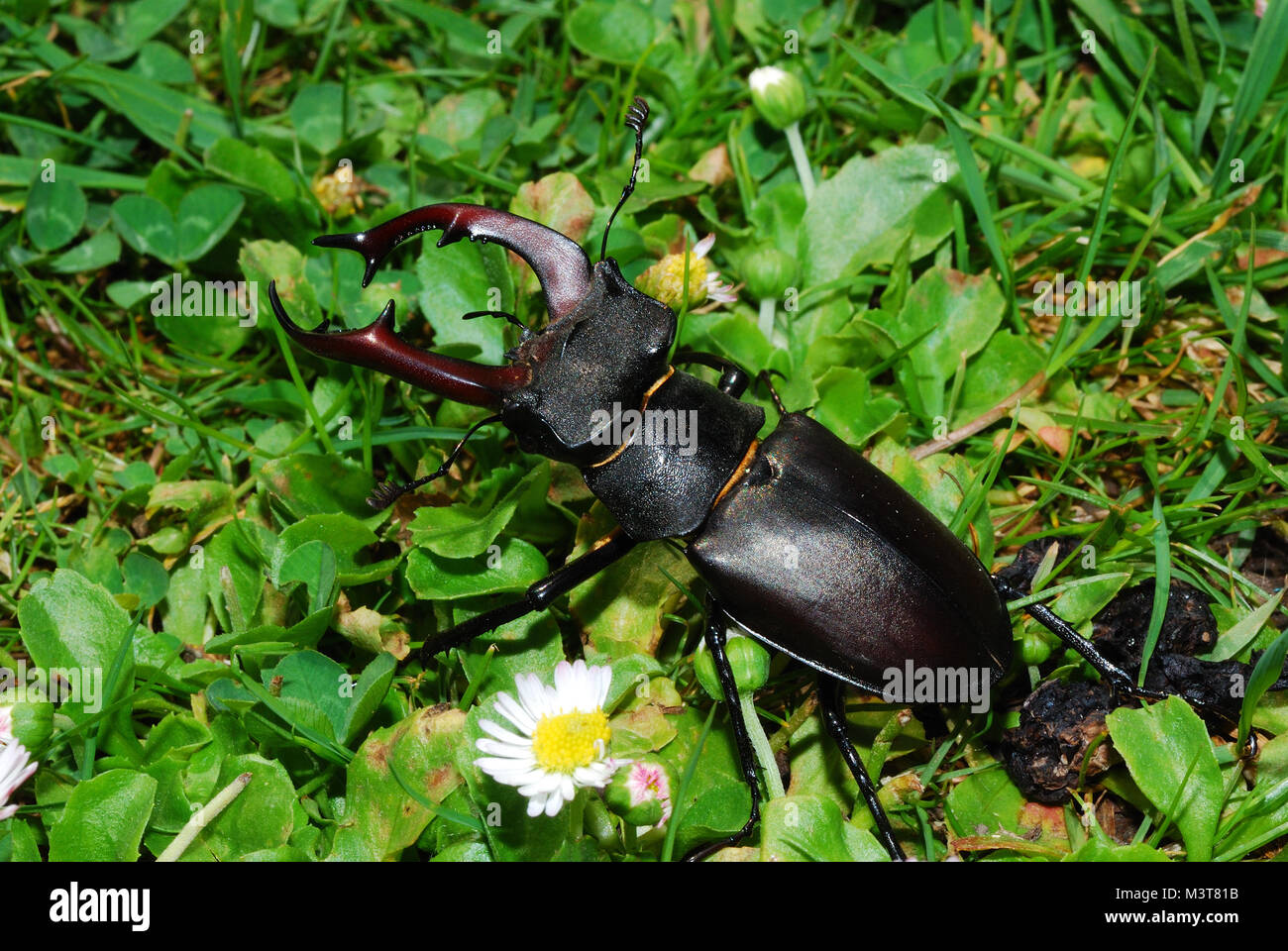 large stag beetles crawling in the high grass Stock Photo - Alamy