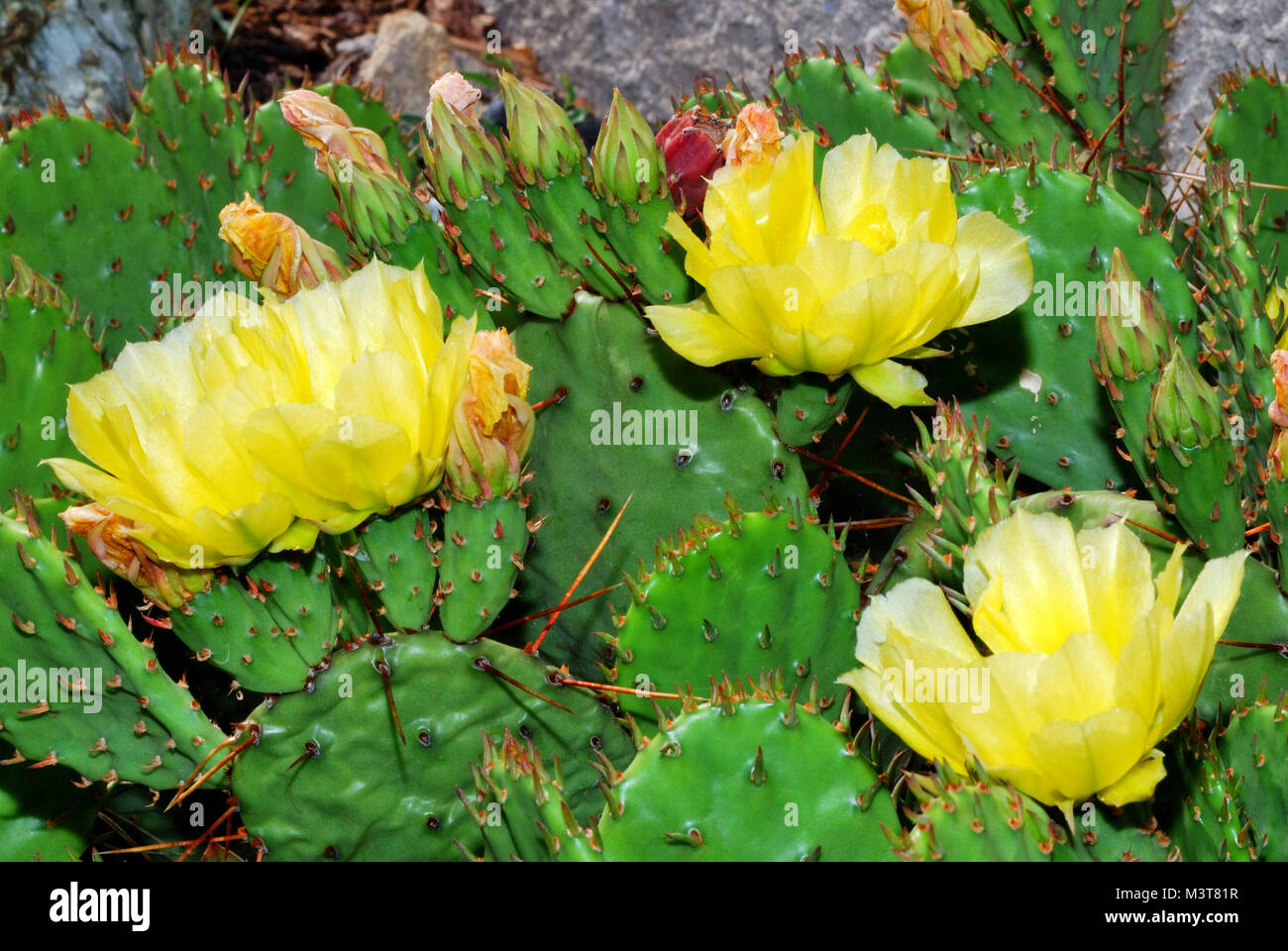 Yellow christmas cactus hi-res stock photography and images - Alamy