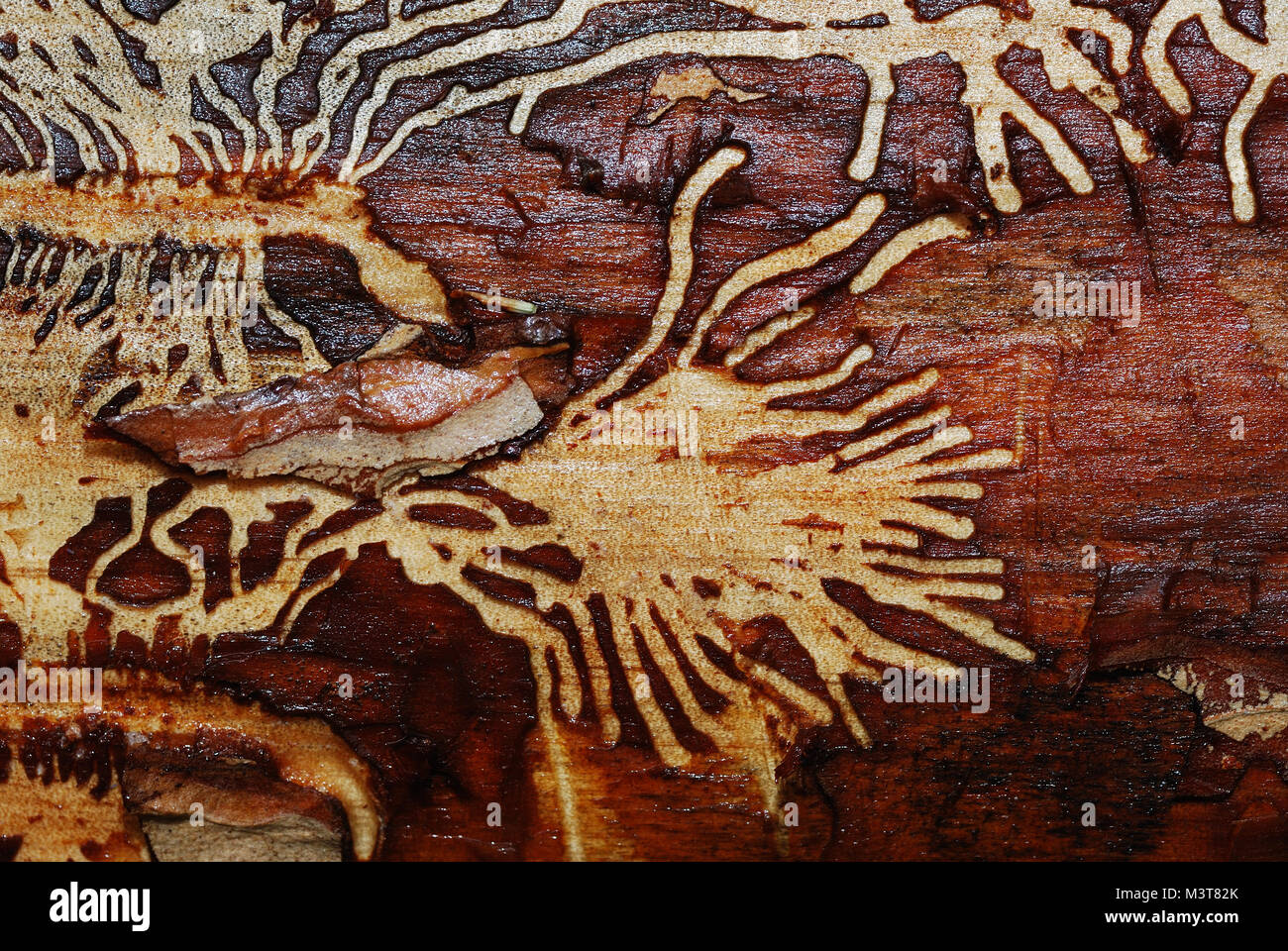 the pattern of a woodworm-originated in the forest Stock Photo - Alamy
