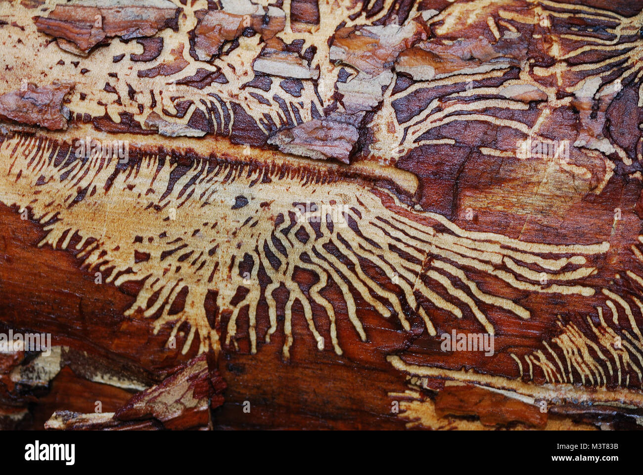 nice wood worm pattern in tree in forest Stock Photo - Alamy