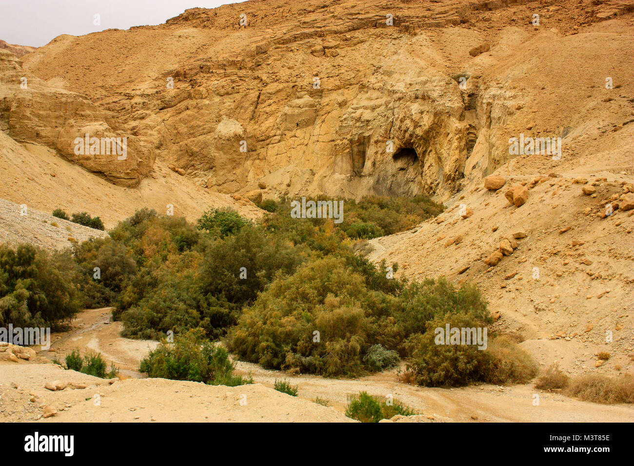 Nature in the Wadi Bokek reserve of the Judean desert in Israel Stock ...