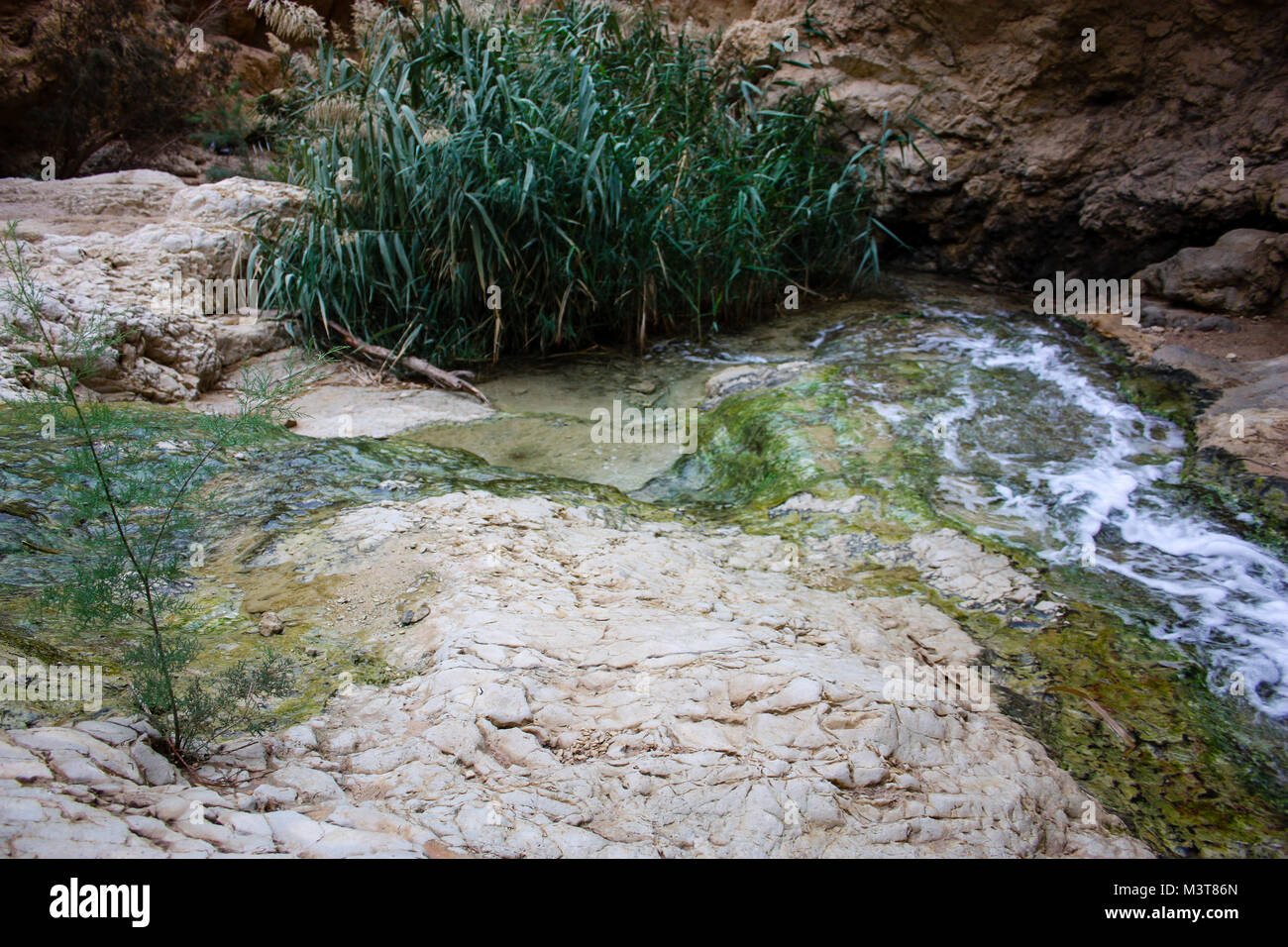 Nature in the Wadi Bokek reserve of the Judean desert in Israel Stock ...