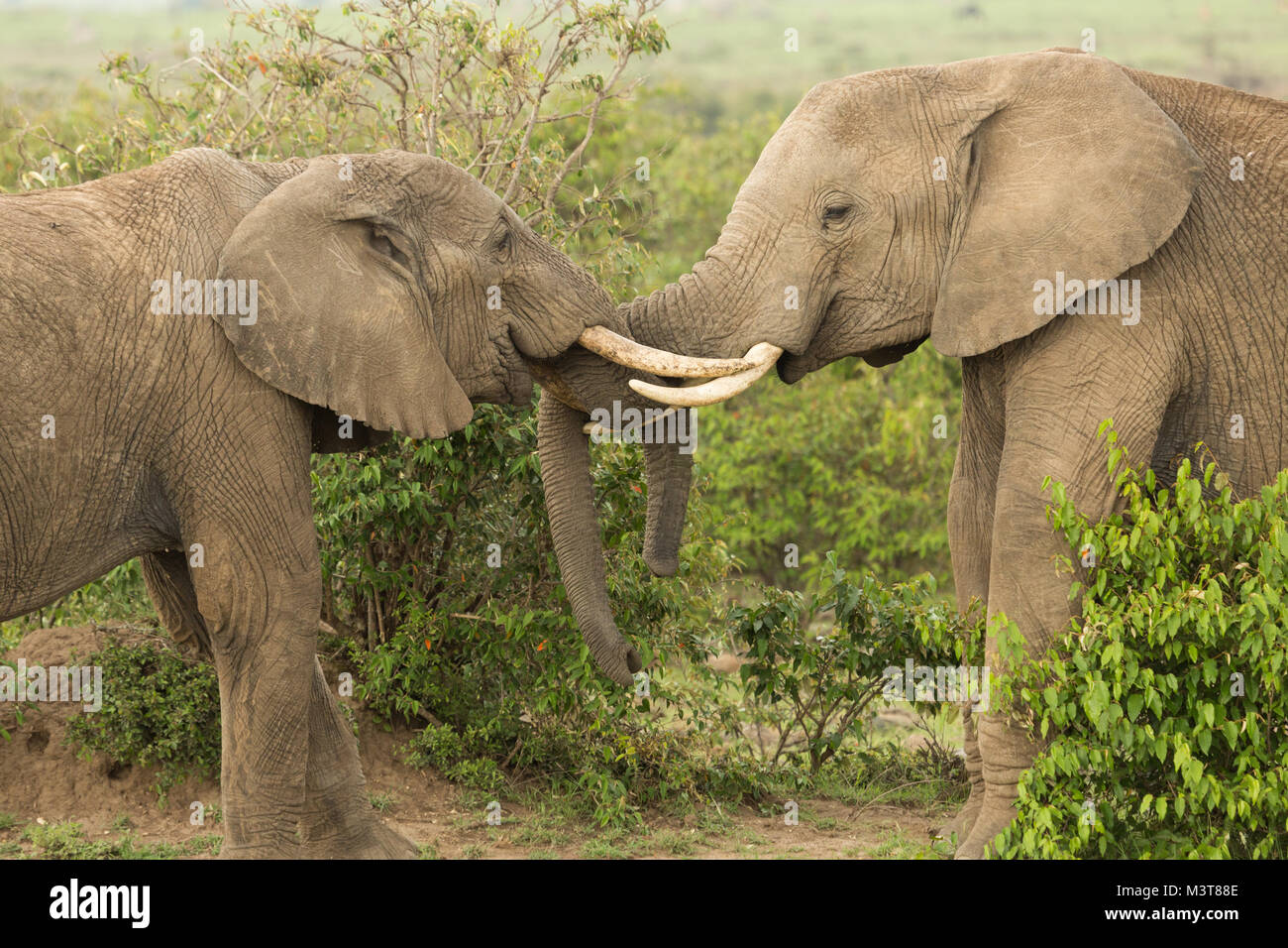 two young elephants play using their trunks and tusks Stock Photo - Alamy