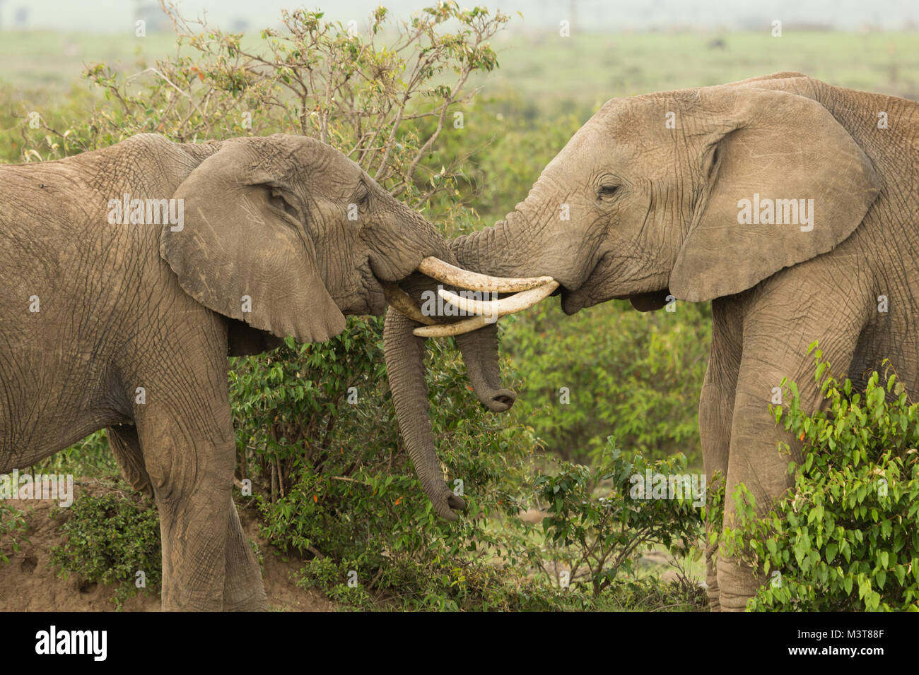 two young elephants play using their trunks and tusks Stock Photo - Alamy