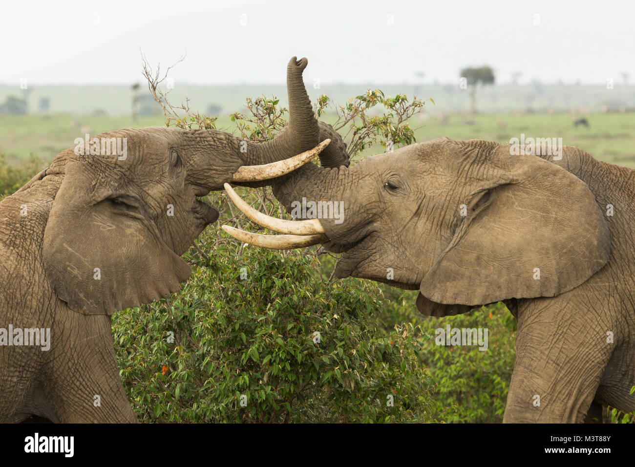 two young elephants play using their trunks and tusks Stock Photo - Alamy