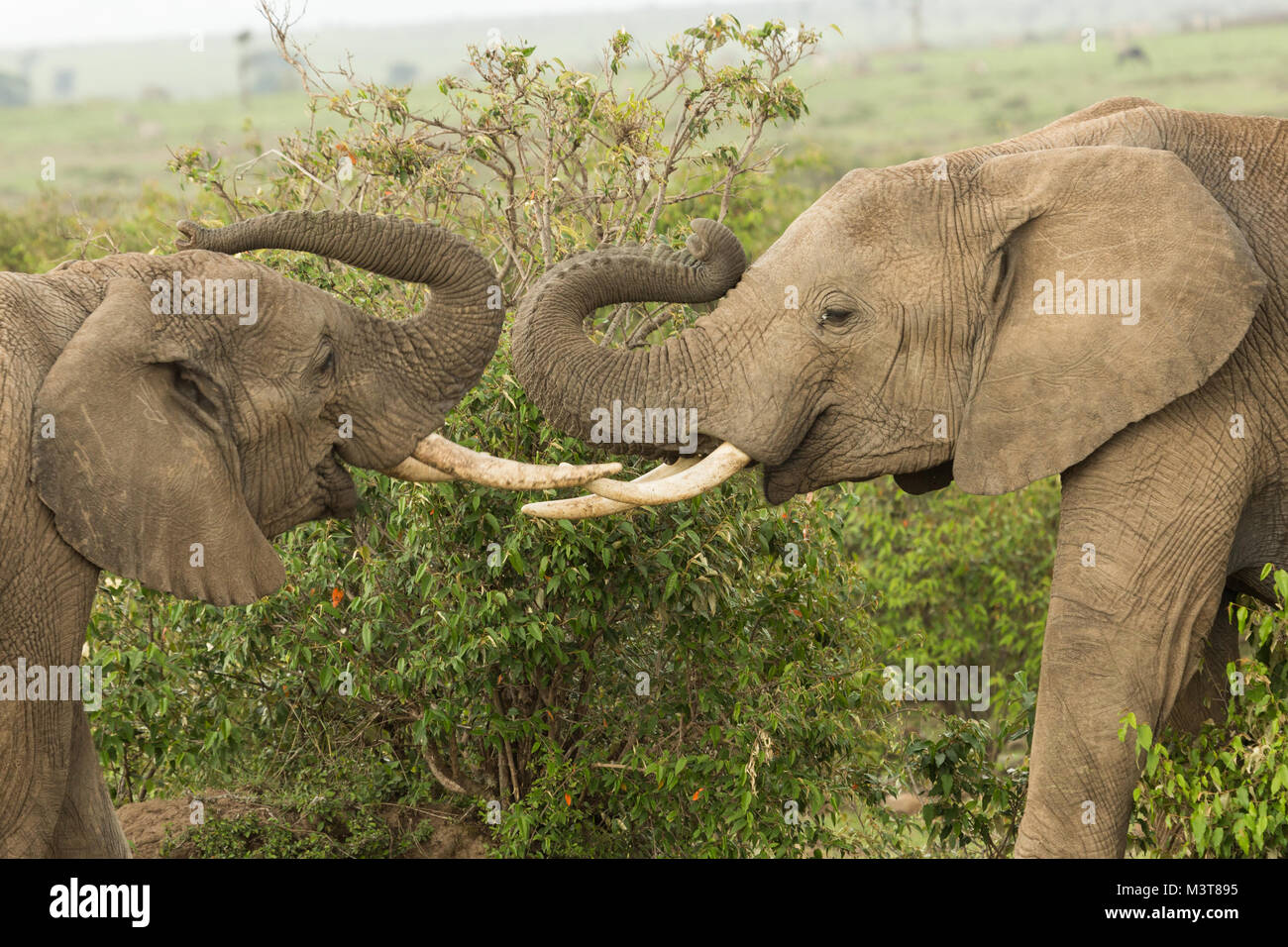 two young elephants play using their trunks and tusks Stock Photo - Alamy