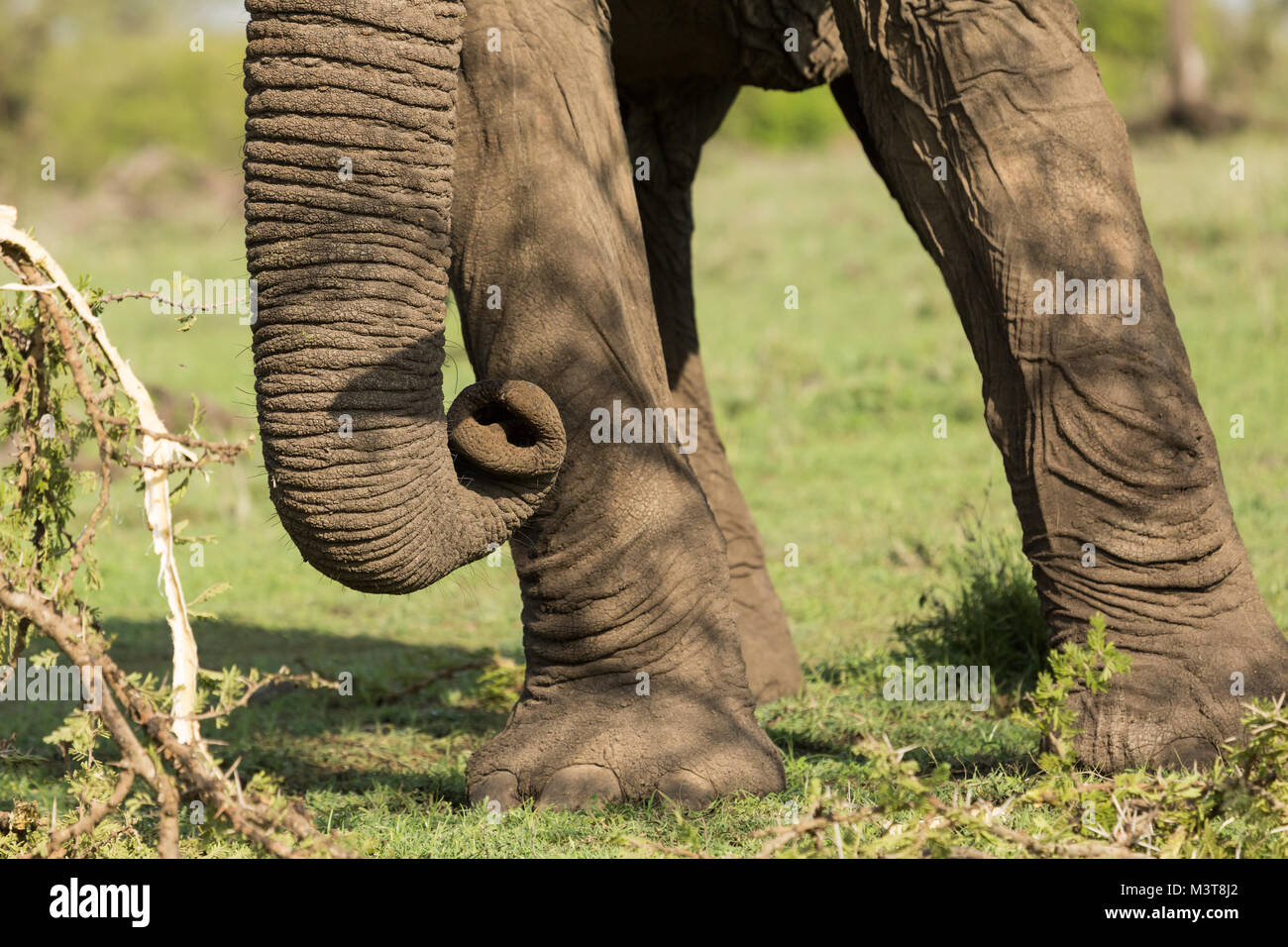 elephant eating from a tree in the grasslands of the Maasai Mara Stock ...