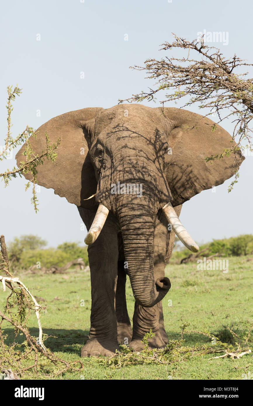 elephant eating from a tree in the grasslands of the Maasai Mara Stock ...