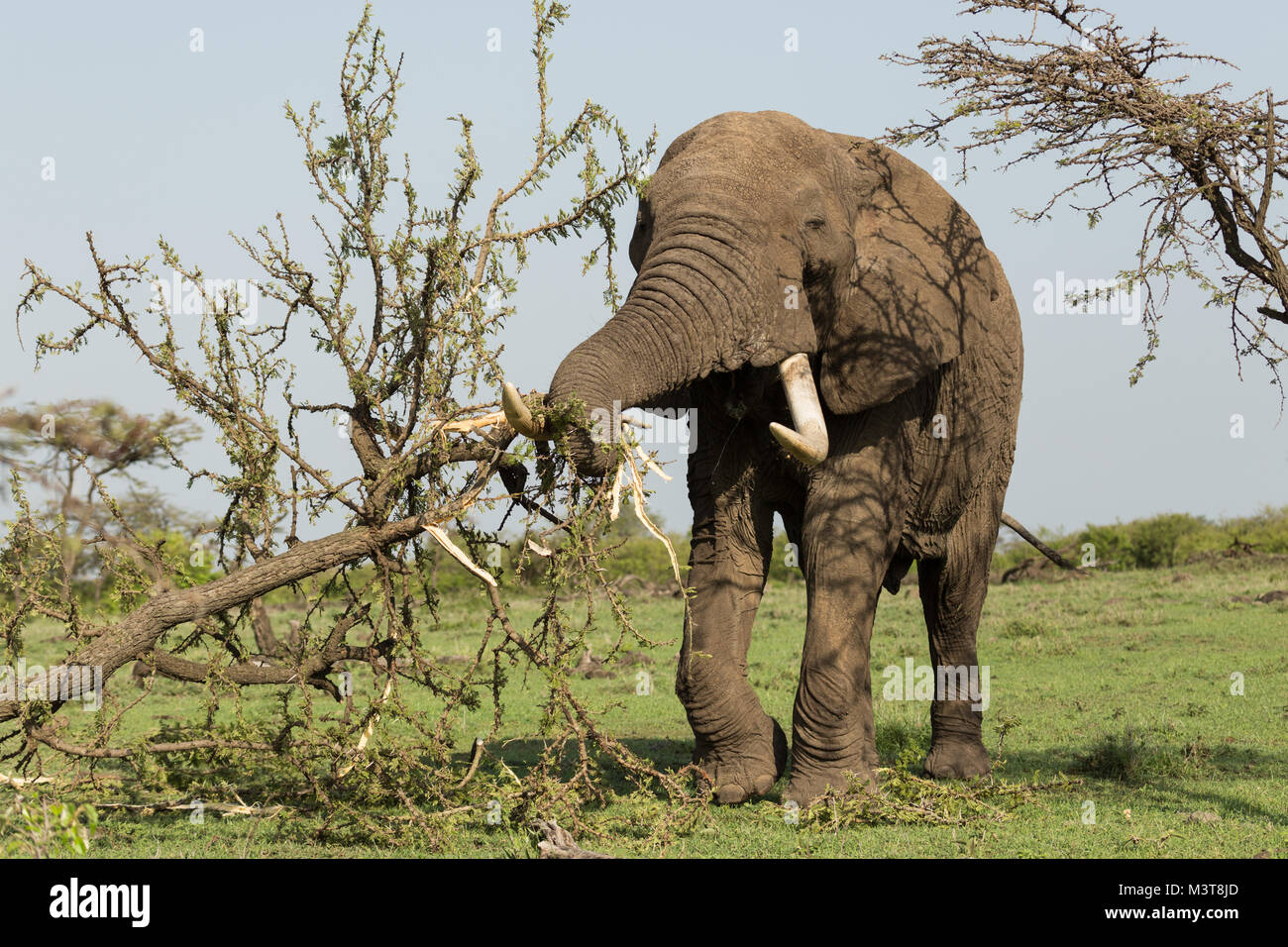 elephant eating from a tree in the grasslands of the Maasai Mara Stock ...
