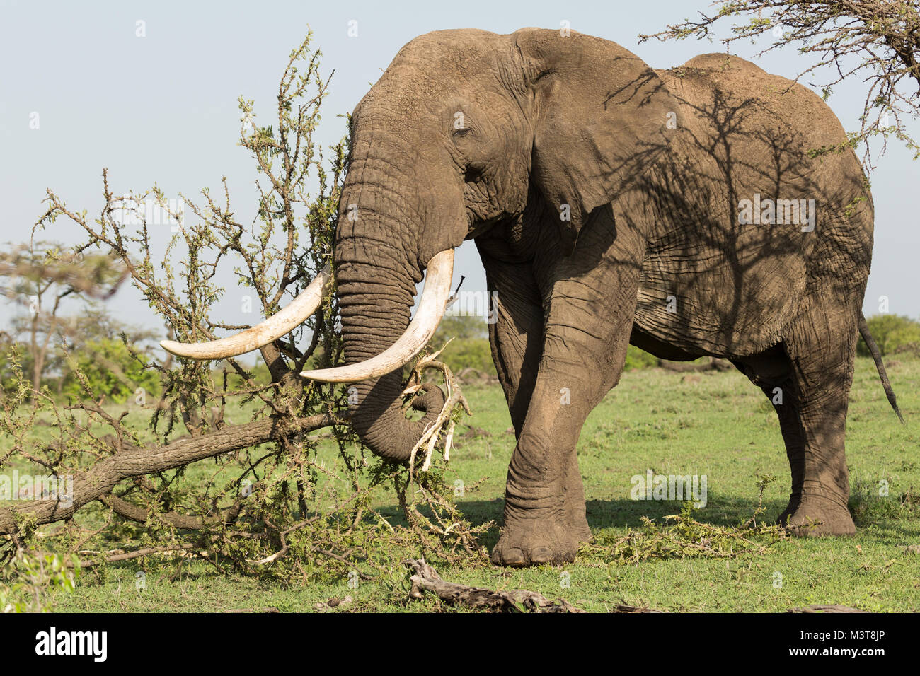 elephant eating from a tree in the grasslands of the Maasai Mara Stock ...
