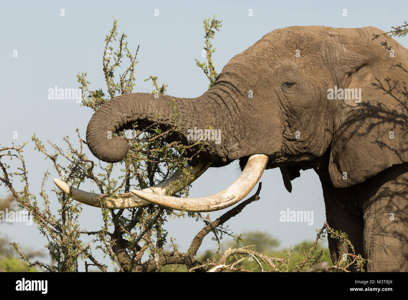 elephant eating from a tree in the grasslands of the Maasai Mara Stock ...