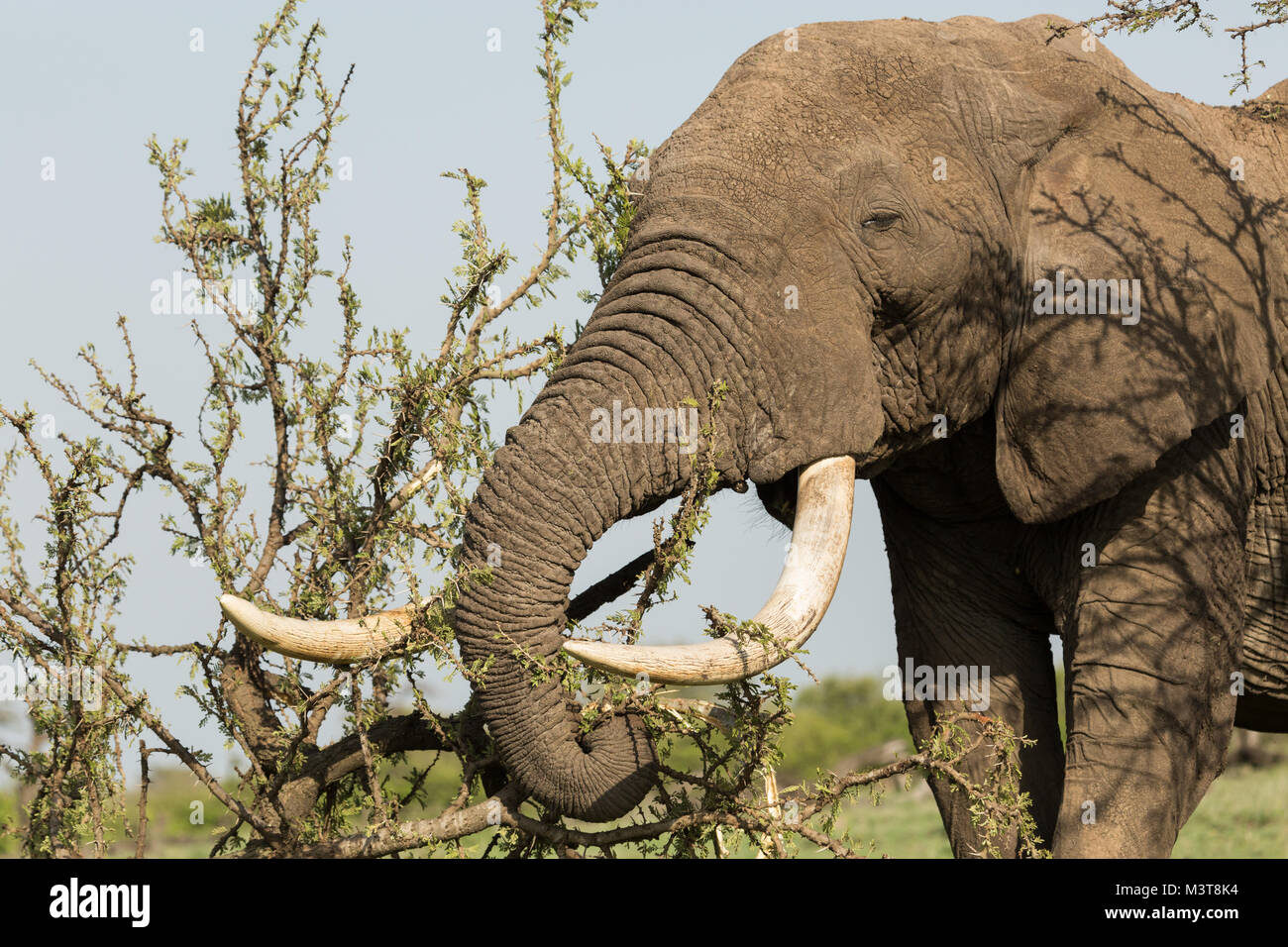 elephant eating from a tree in the grasslands of the Maasai Mara Stock ...