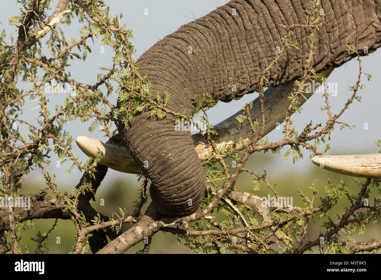 elephant eating from a tree in the grasslands of the Maasai Mara Stock ...
