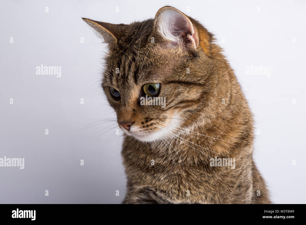 Cute European kitten isolated white background , animal portrait Stock ...