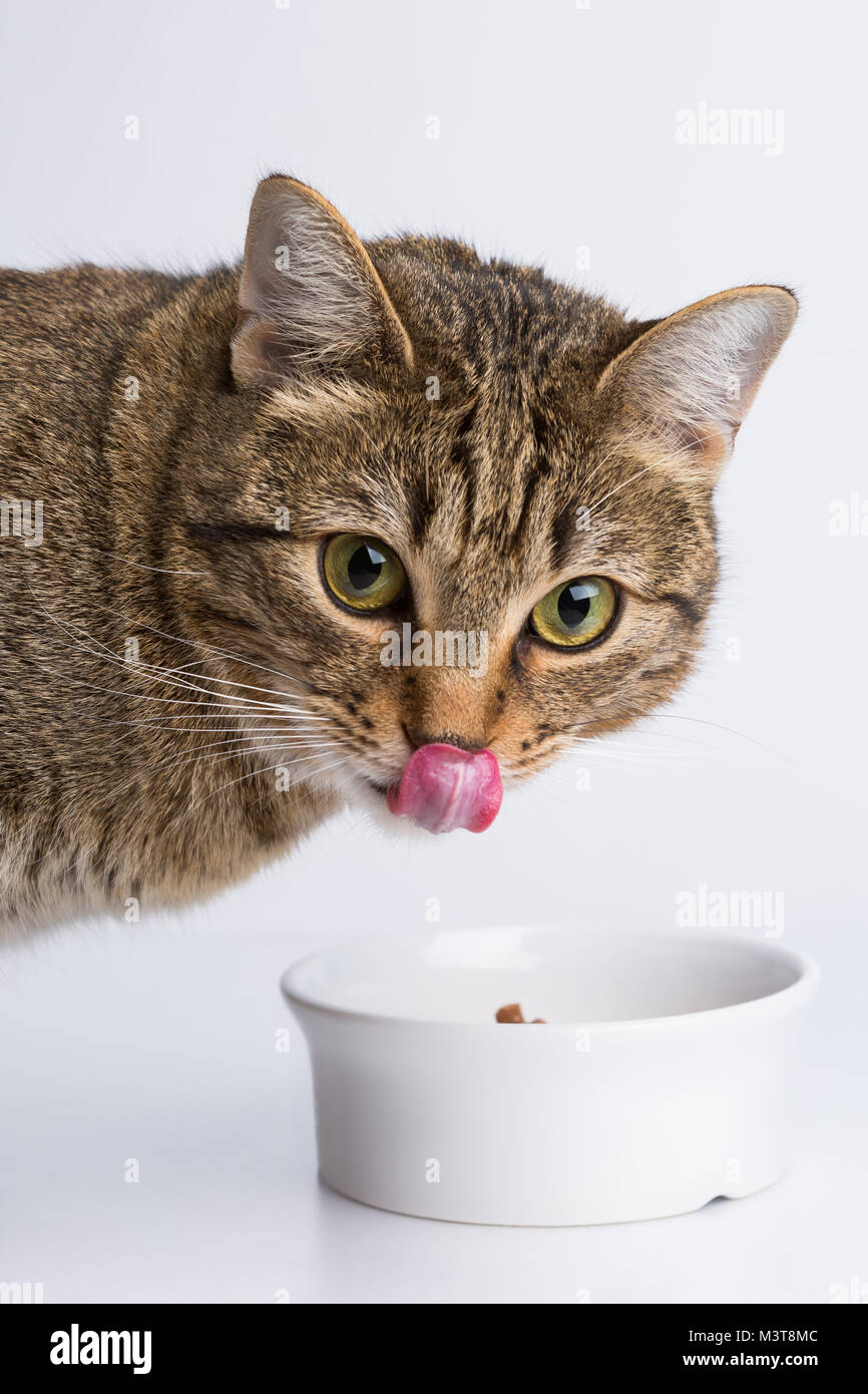 The cute cat is eating from a bowl isolated on white background Stock ...