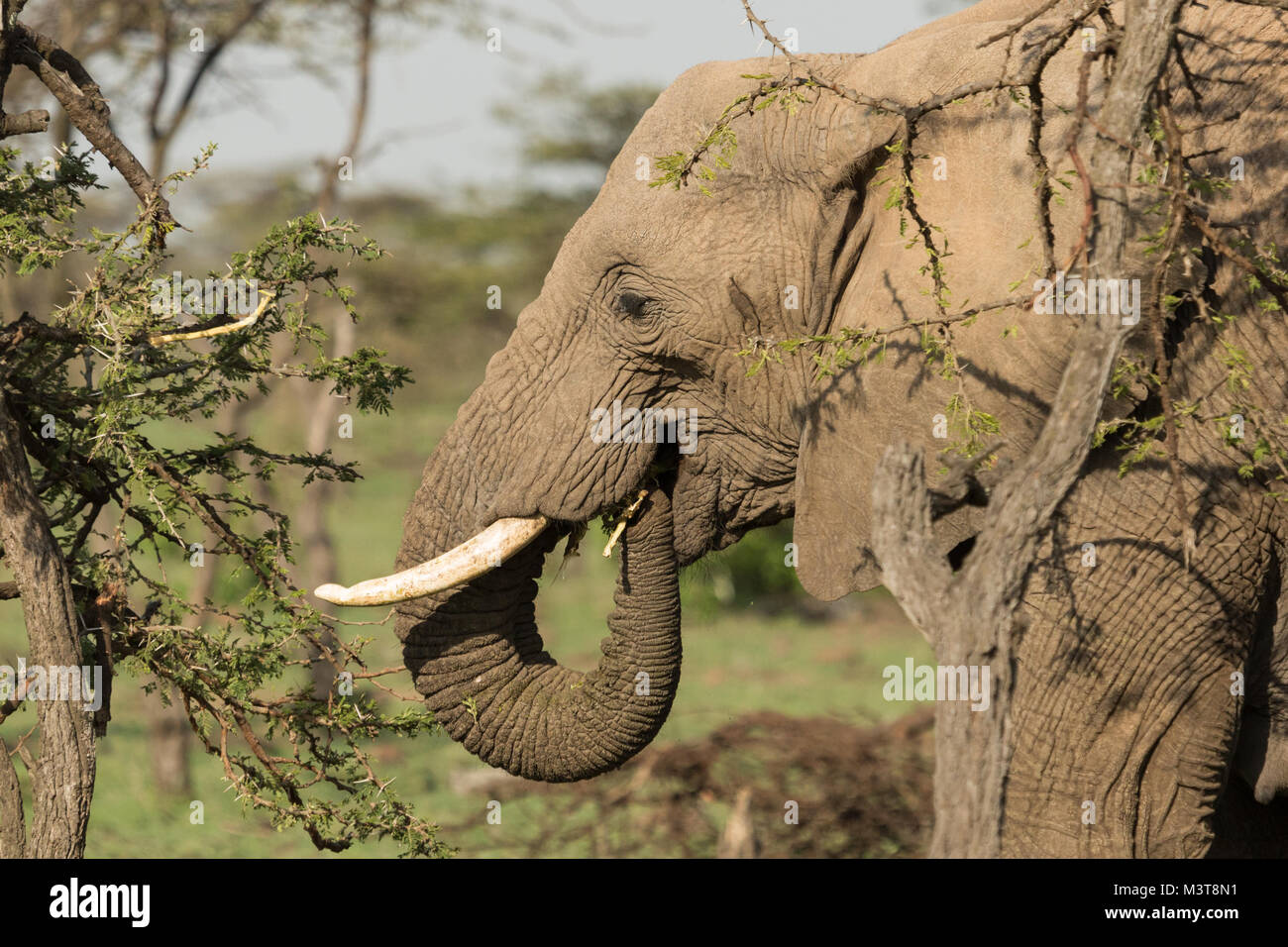 elephant eating from a tree in the grasslands of the Maasai Mara Stock ...