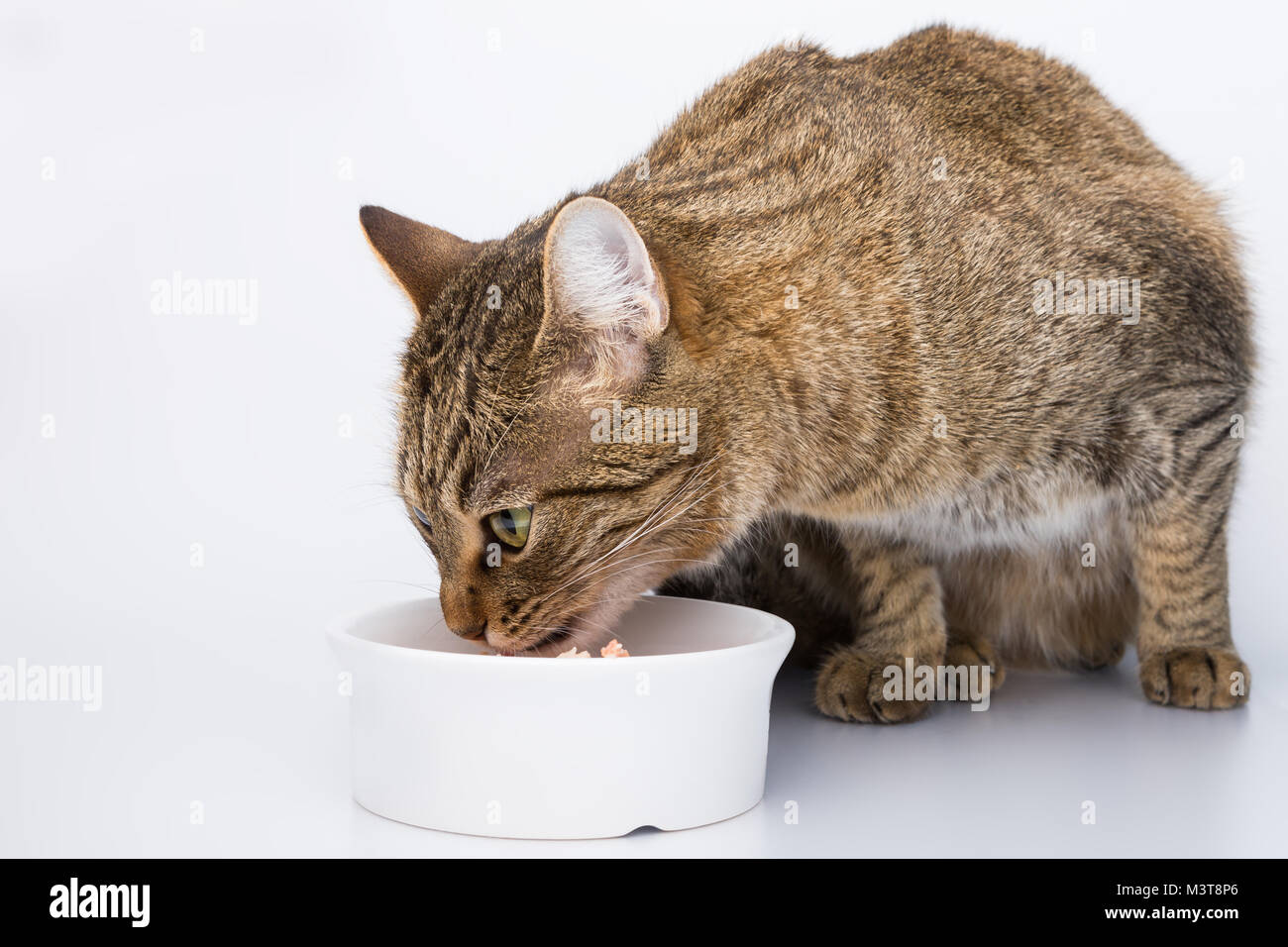 The cute cat is eating from a bowl isolated on white background Stock ...