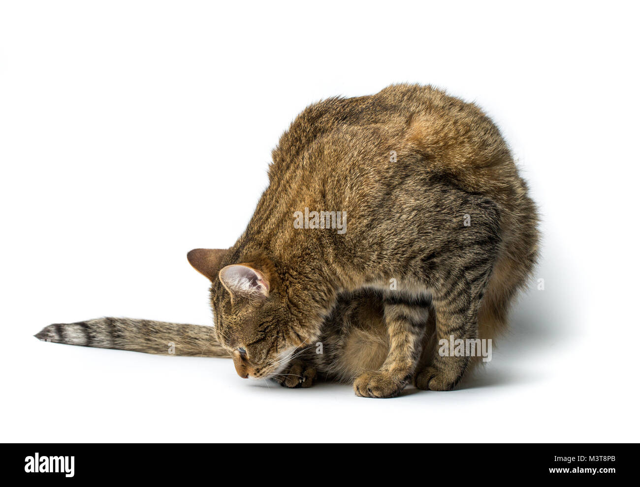 Cute European kitten isolated white background , animal portrait Stock ...