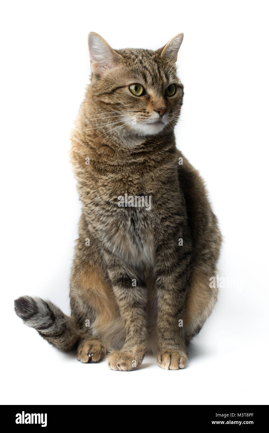 Cute European kitten isolated white background , animal portrait Stock ...