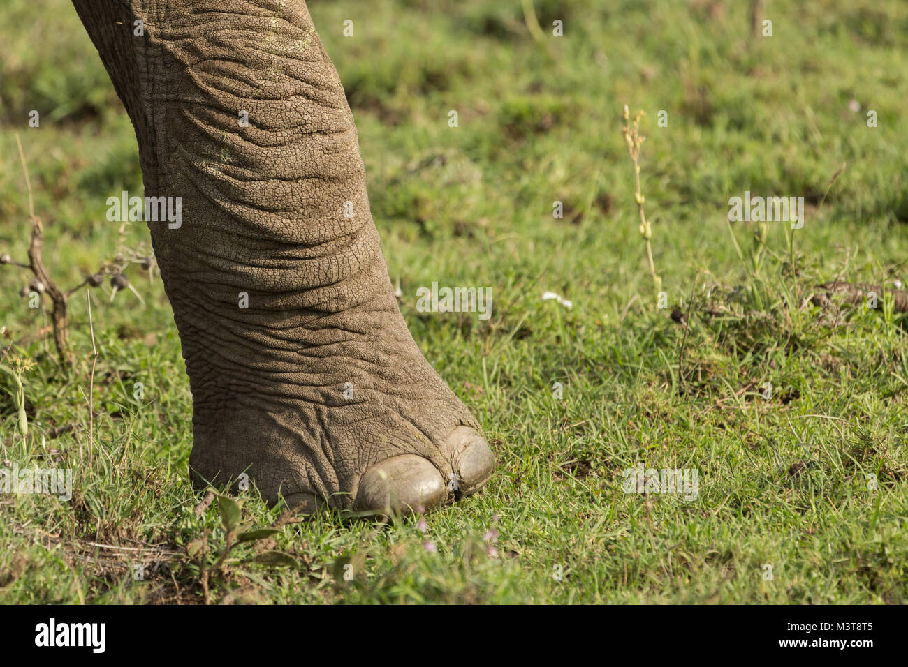 closeup of an elephant foot on the grasslands of the Maasai Mara Stock ...