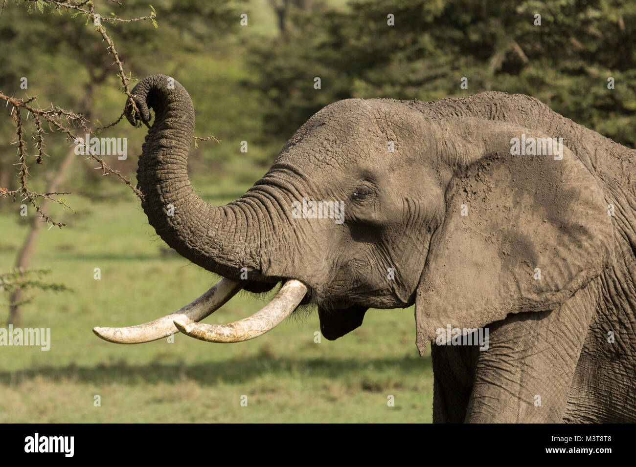 elephant eating from a tree in the grasslands of the Maasai Mara Stock ...