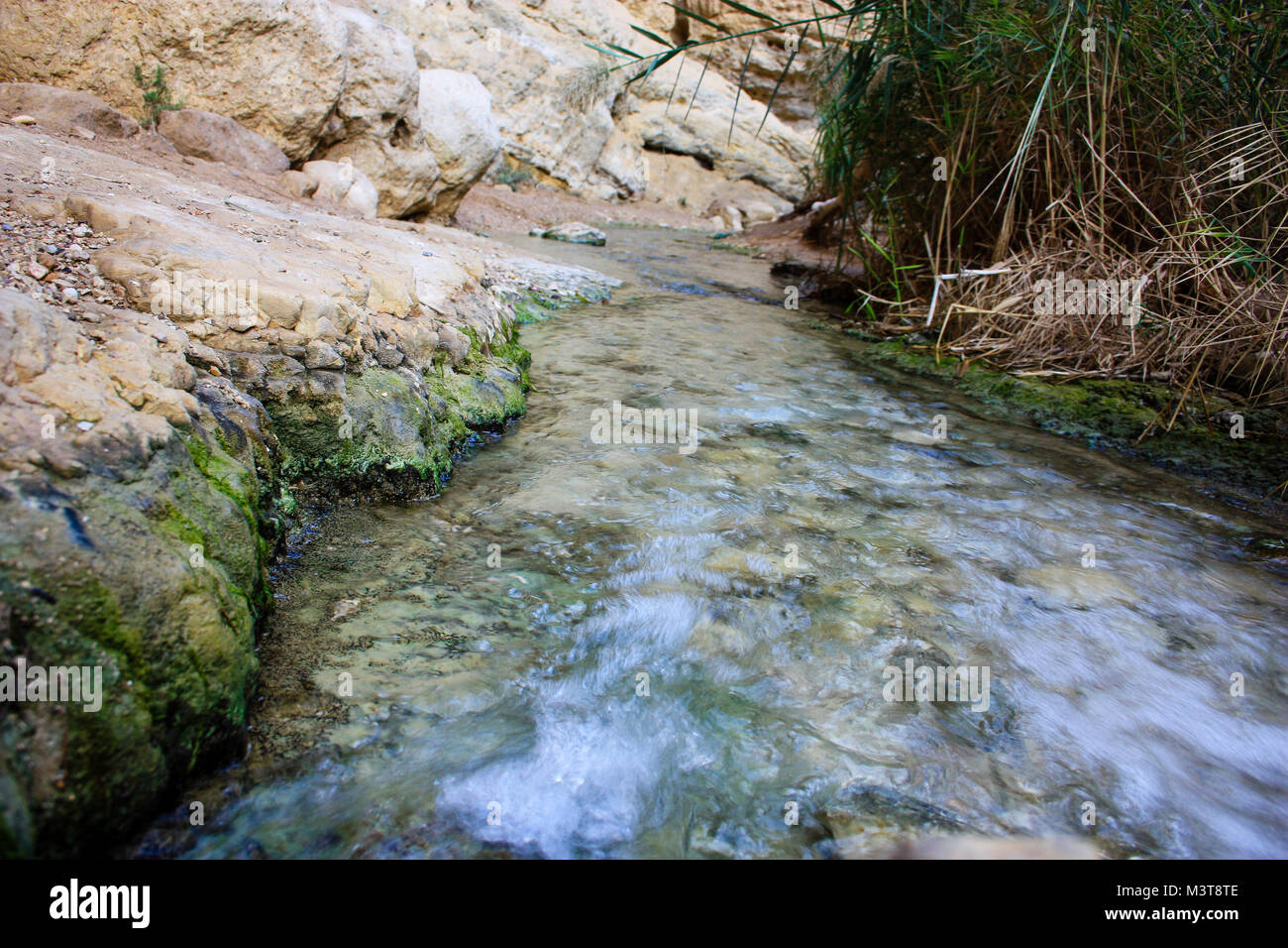 Nature in the Wadi Bokek reserve of the Judean desert in Israel Stock ...