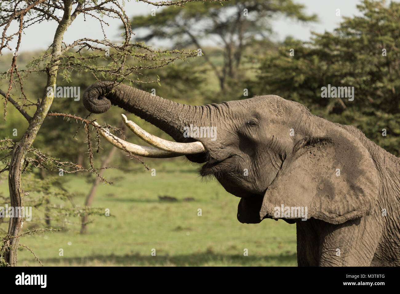 elephant eating from a tree in the grasslands of the Maasai Mara Stock ...