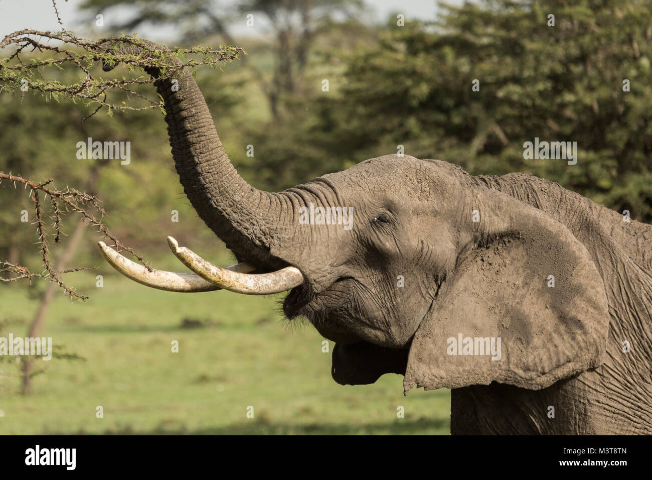 elephant eating from a tree in the grasslands of the Maasai Mara Stock ...