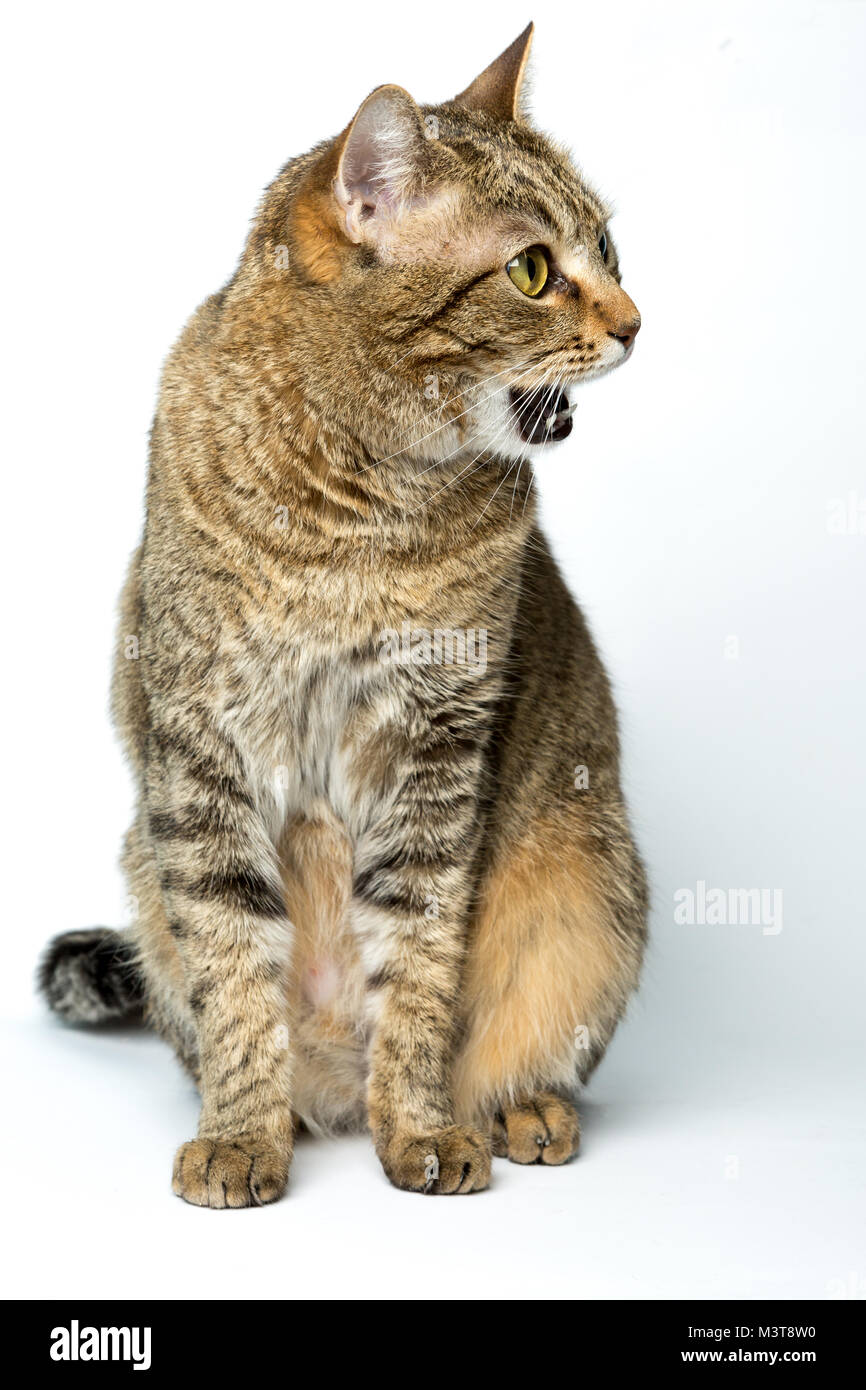 Cute European kitten isolated white background , animal portrait Stock ...