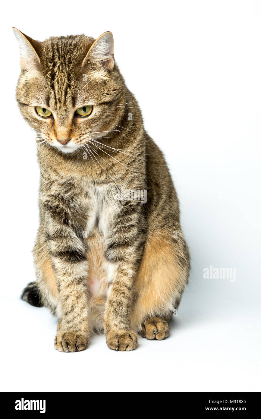 Cute European kitten isolated white background , animal portrait Stock ...