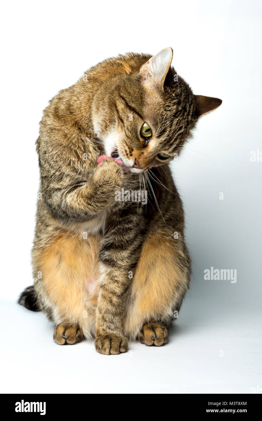 Cute European kitten isolated white background , animal portrait Stock ...