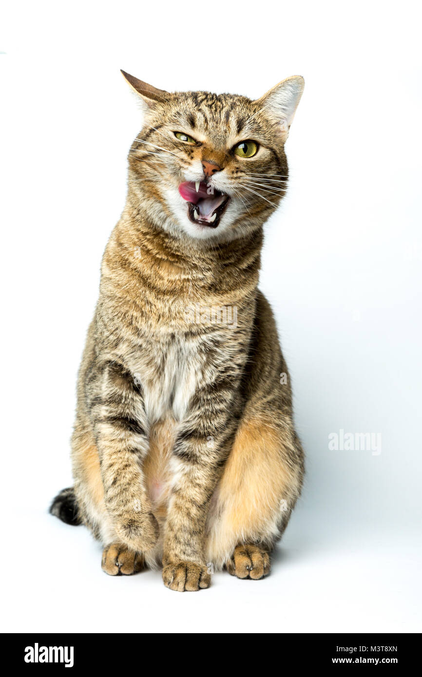 Cute European kitten isolated white background , animal portrait Stock ...