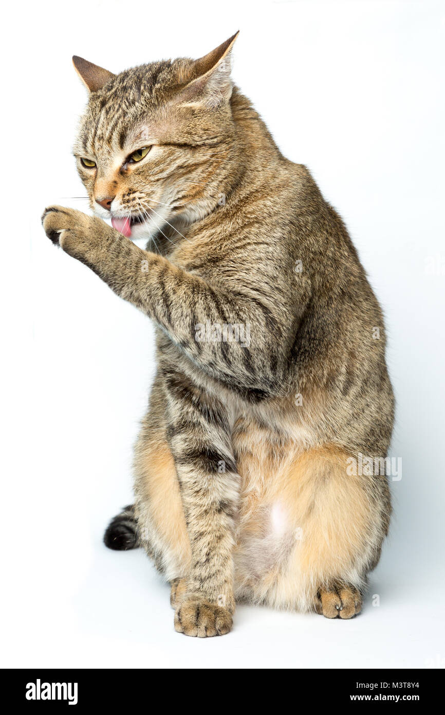 Cute European kitten isolated white background , animal portrait Stock ...